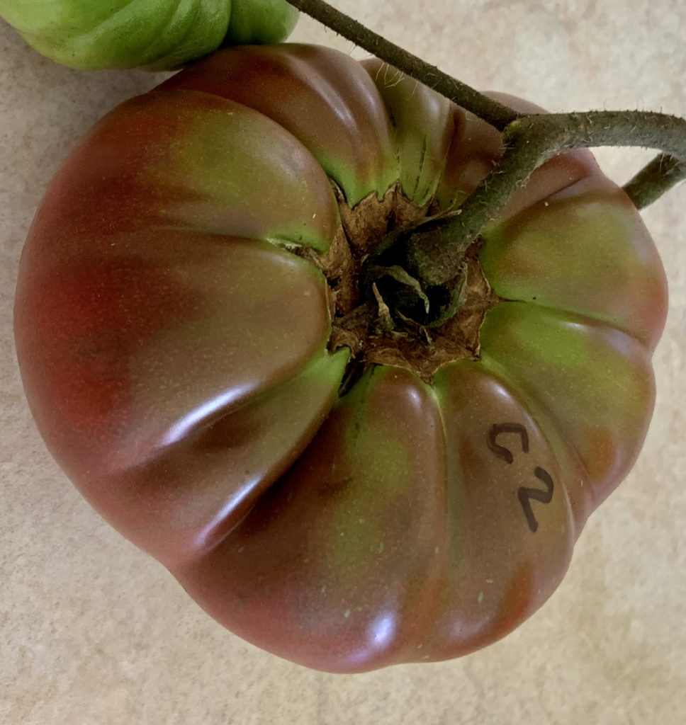 Dwarf Black Angus – Dwarf Tomato Project