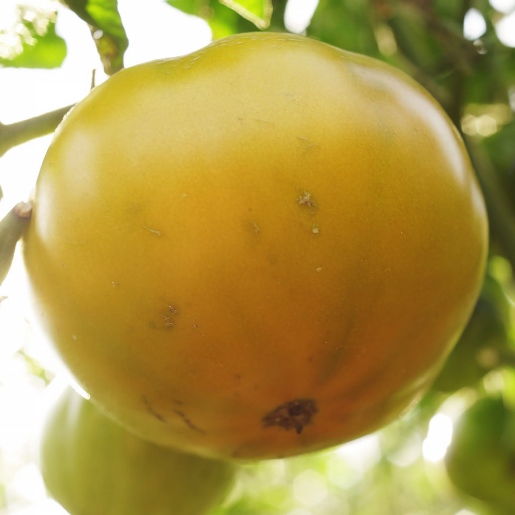 Dwarf Parfait – Dwarf Tomato Project