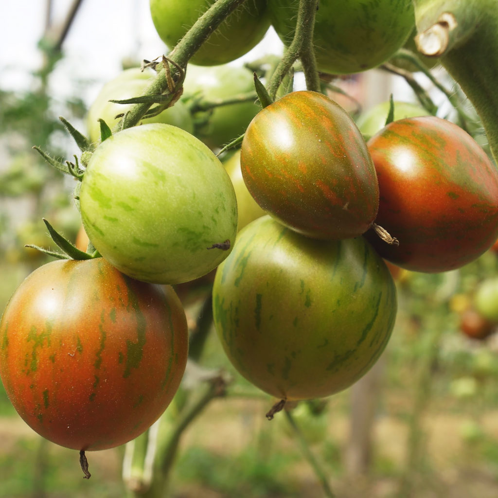 Dwarf Round Robin – Dwarf Tomato Project
