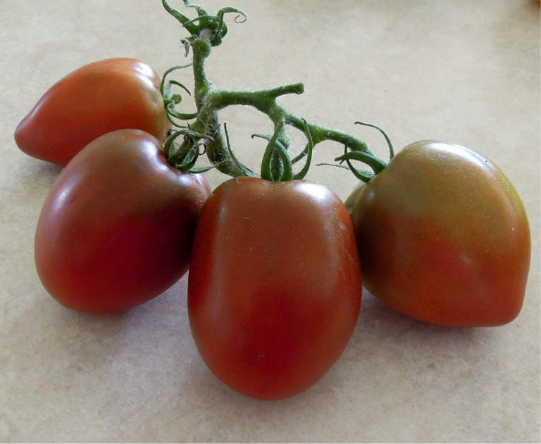 Aussie Drop – Dwarf Tomato Project
